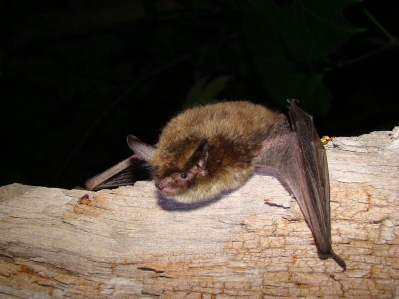 U.S. Army seeks bat researchers for Aberdeen Proving Ground